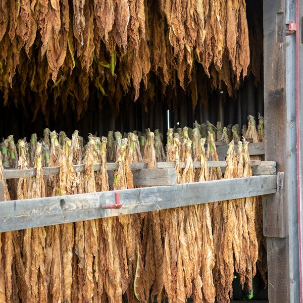 Decoding the Leaf: Different Types of Tobacco and Their Characteristic ...